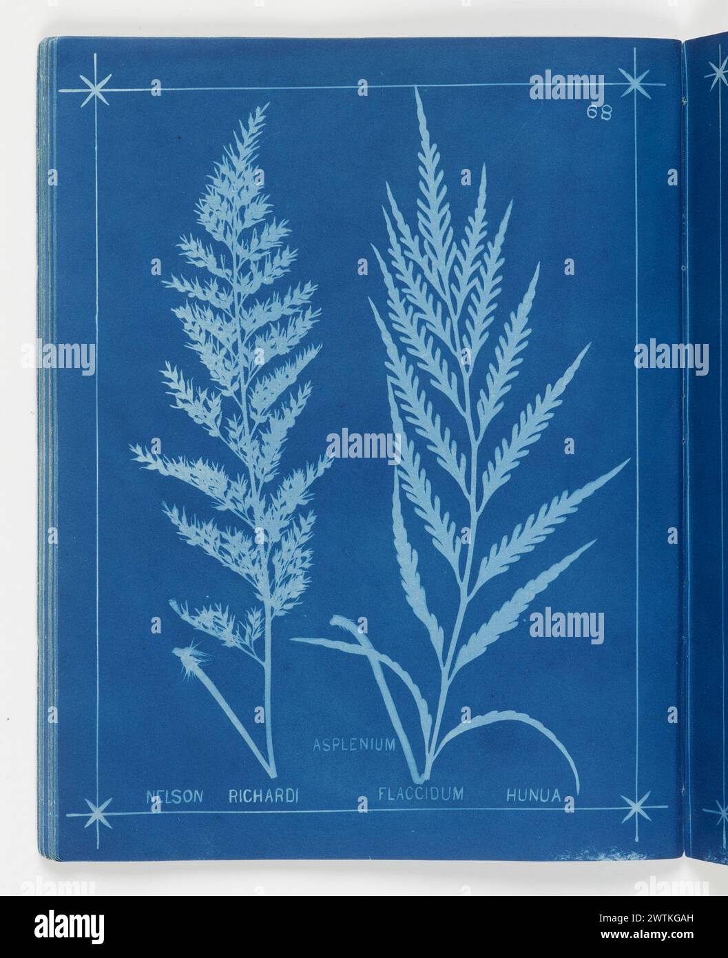 Asplenium richardii, Nelson, and A. flaccidum, Hunua. From the album ...