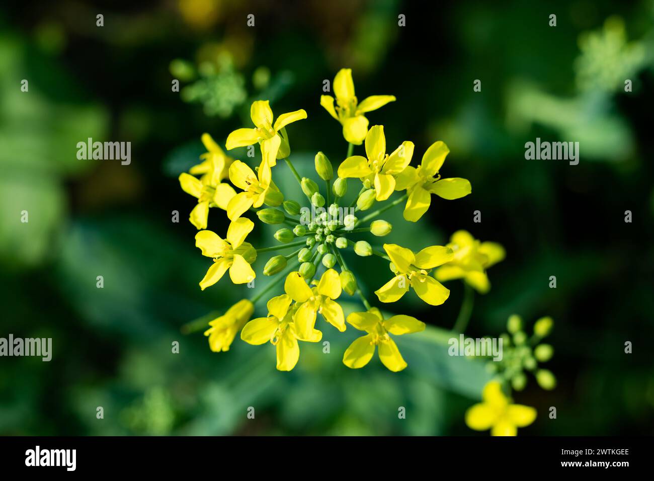 Commonly known as the mustard plant, extensively cultivated for oil ...