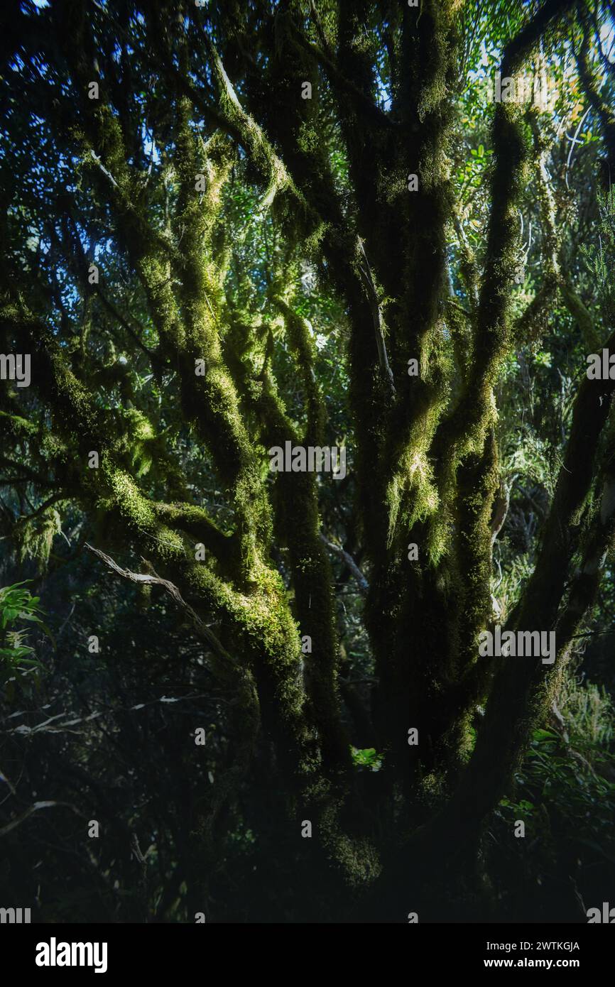 Sizable tree covered in abundant green moss, showcasing a rich ...