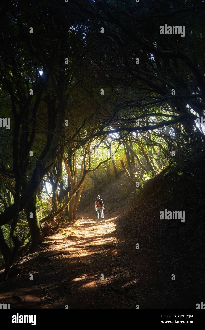 Person walks along a shady forest path, sunbeams breaking through the ...