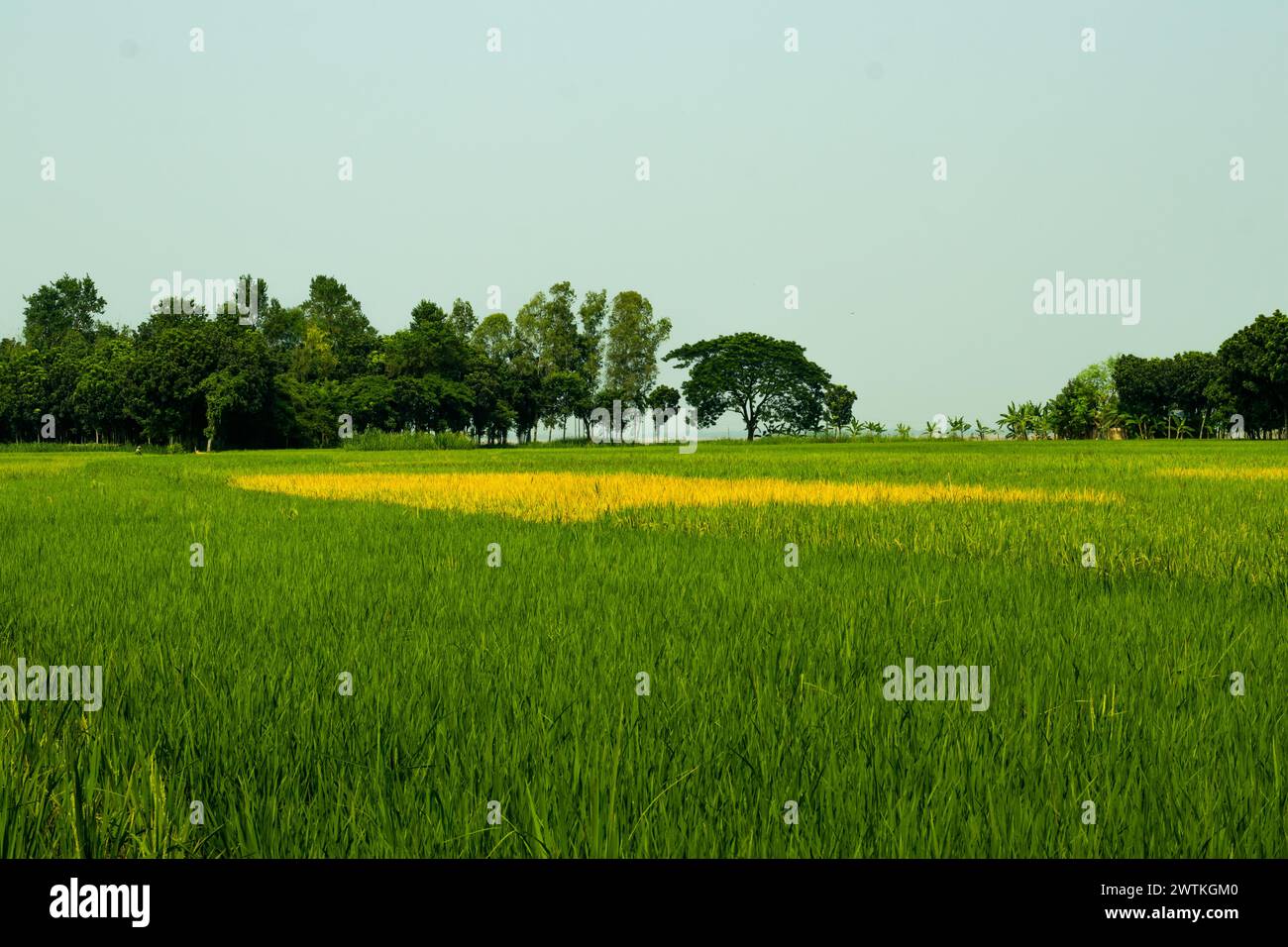 The green paddy field is a typical ecosystem in monsoon Asia. Paddy ...