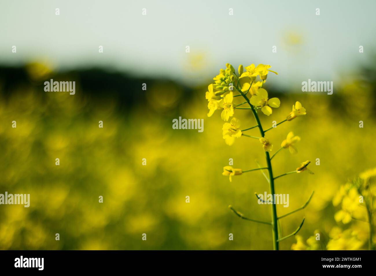 Mustard flowers can self-pollinate, so they do not need another plant ...
