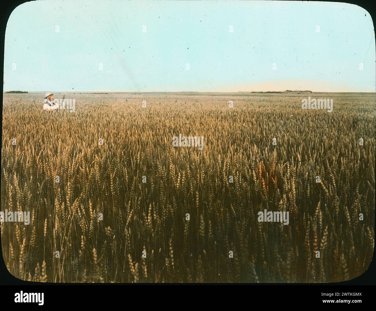 Transparency - Grain field, SK, about 1922 Stock Photo - Alamy