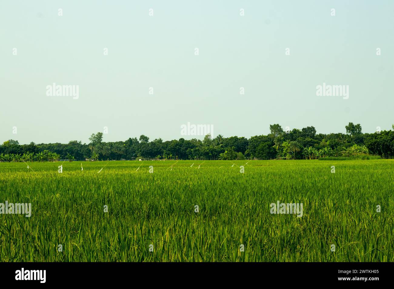 The main purpose of a paddy field is food production. Paddy fields ...