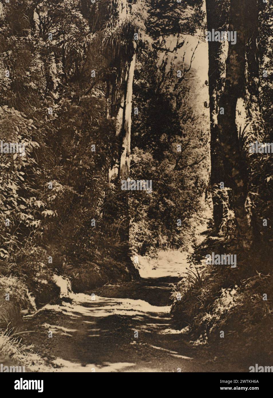 Light and Shade, Dawson Falls Track (21) gelatin silver prints, black ...