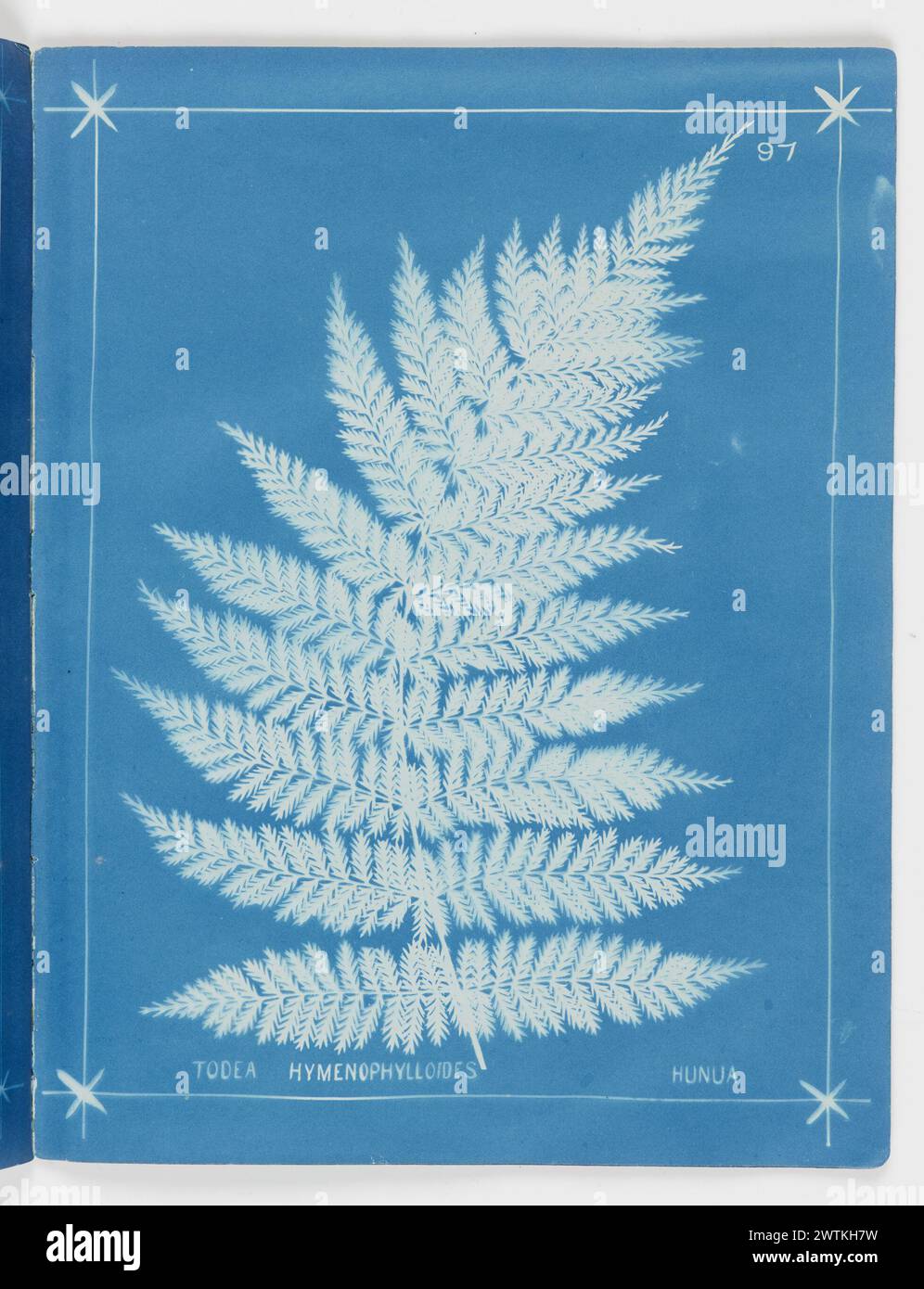 Todea hymenophylloides, Hunua. From the album: New Zealand ferns,148 ...
