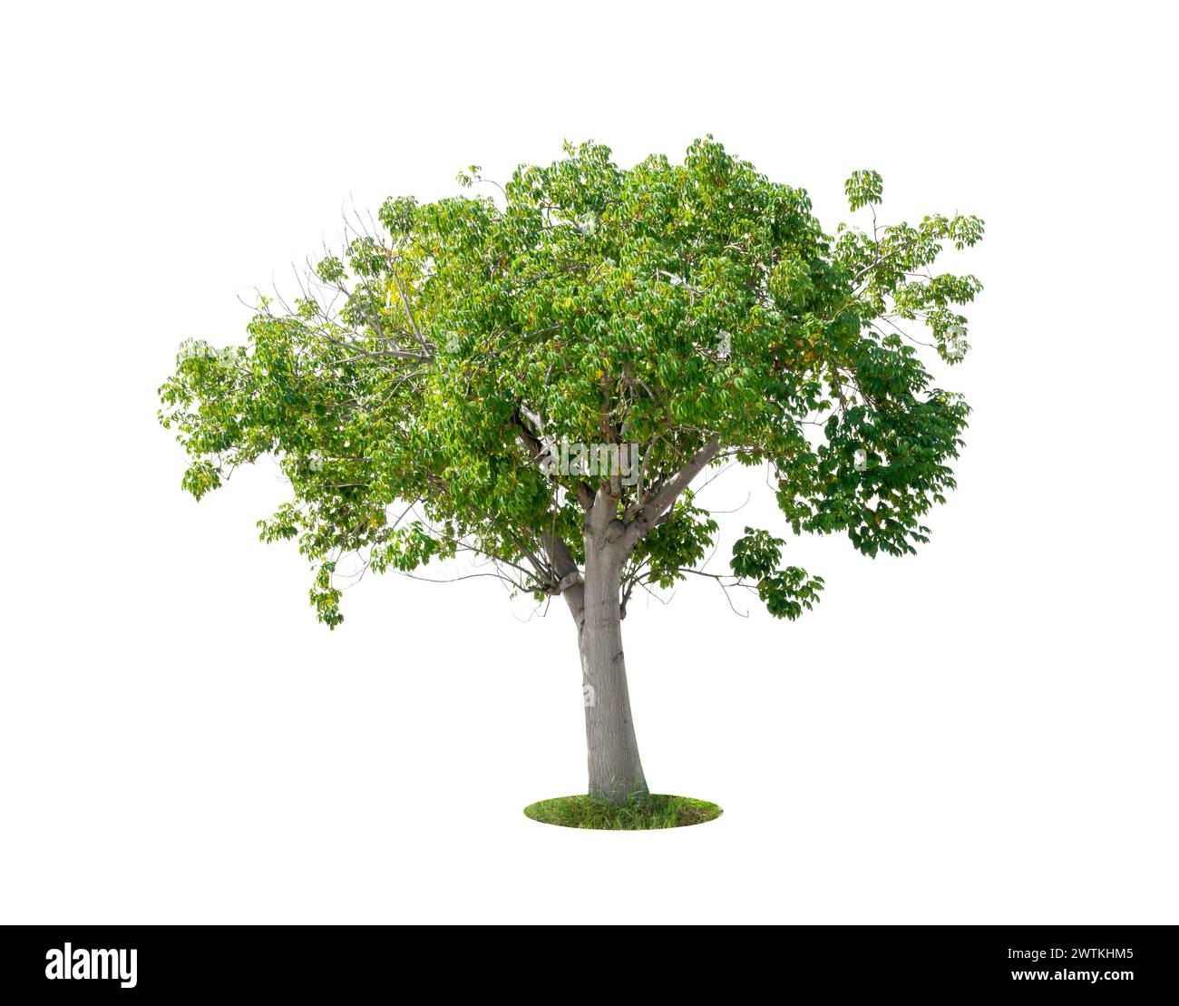 Cochlospermum regium or yellow silk cotton tree isolated on white ...