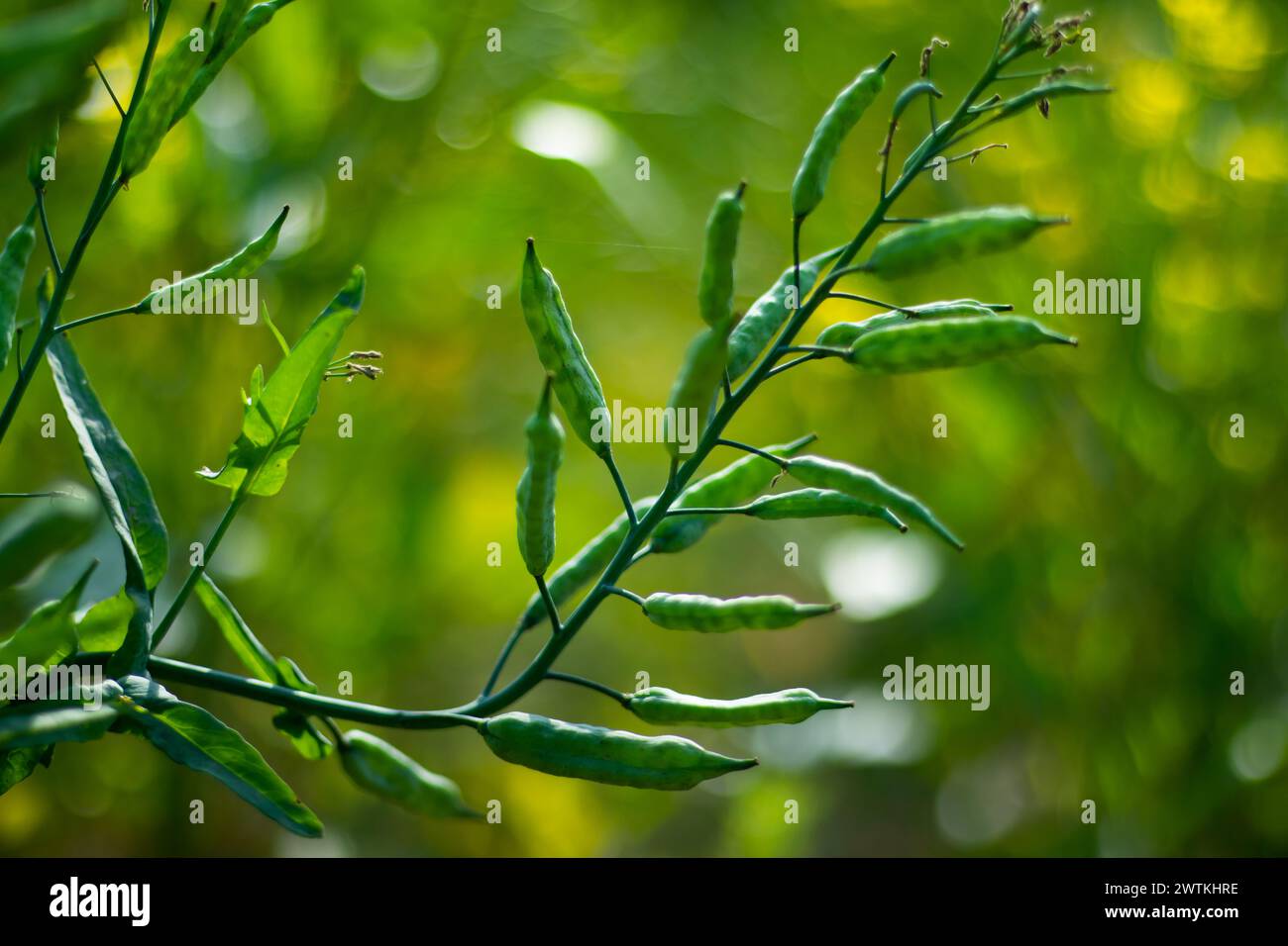 Mustard is a broadleaf, cruciferous, cool-seasoned annual oilseed crop ...