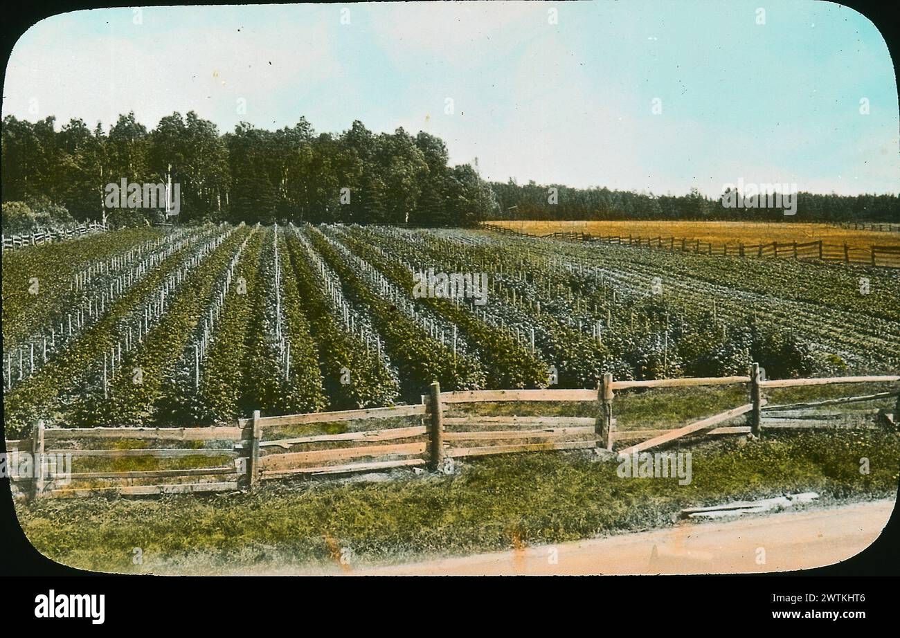 Transparency - Field of raspberries, Saint Famille, QC, about 1930 ...