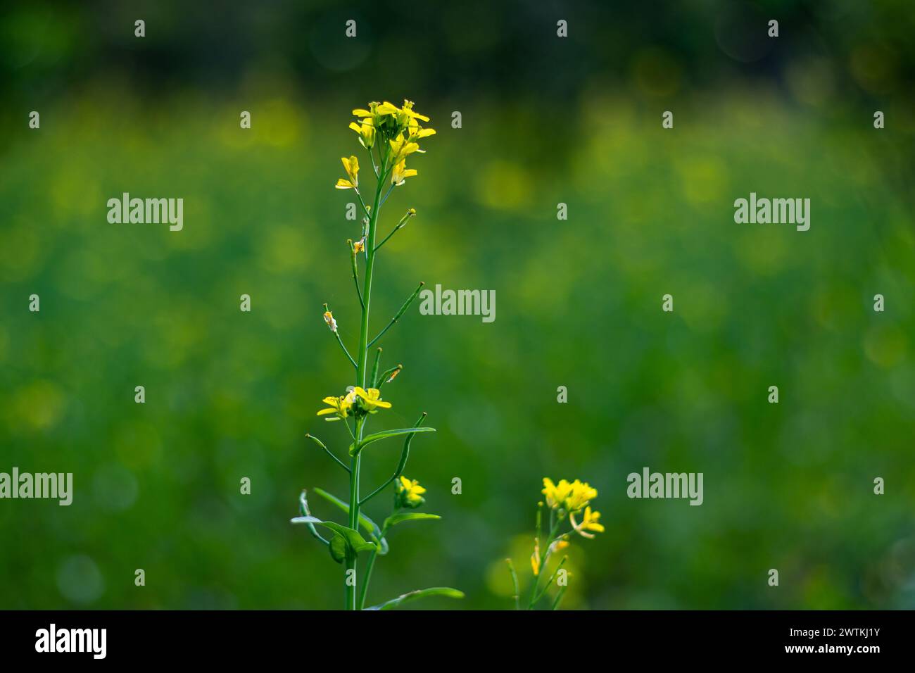 Mustard is an annual, cool-season specialty cash crop that has a short ...