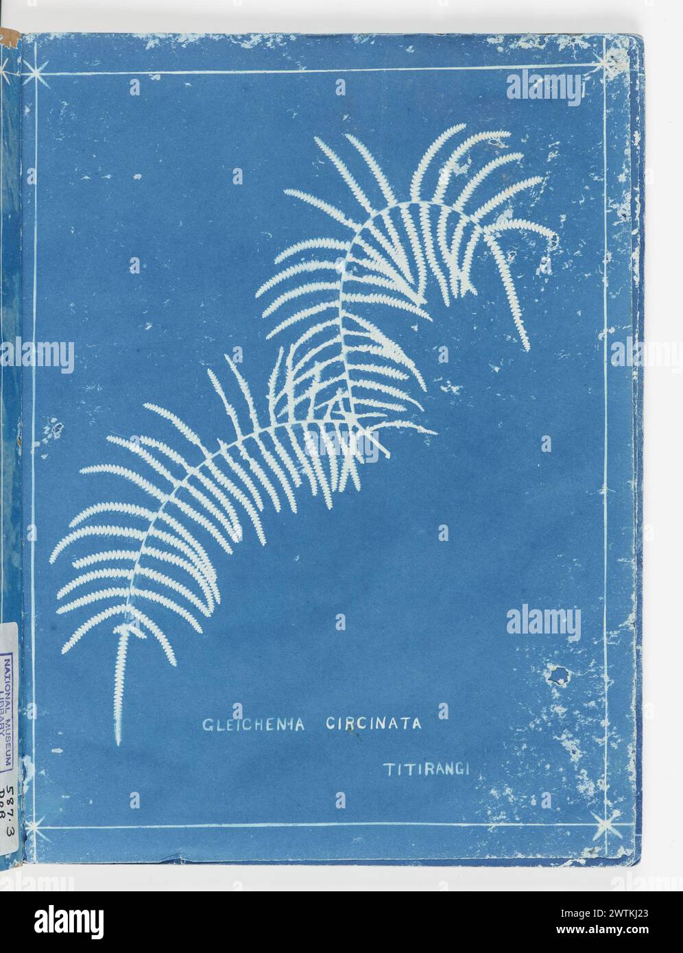 Gleichenia circinata, Titirangi. From the album: New Zealand ferns, 148 ...