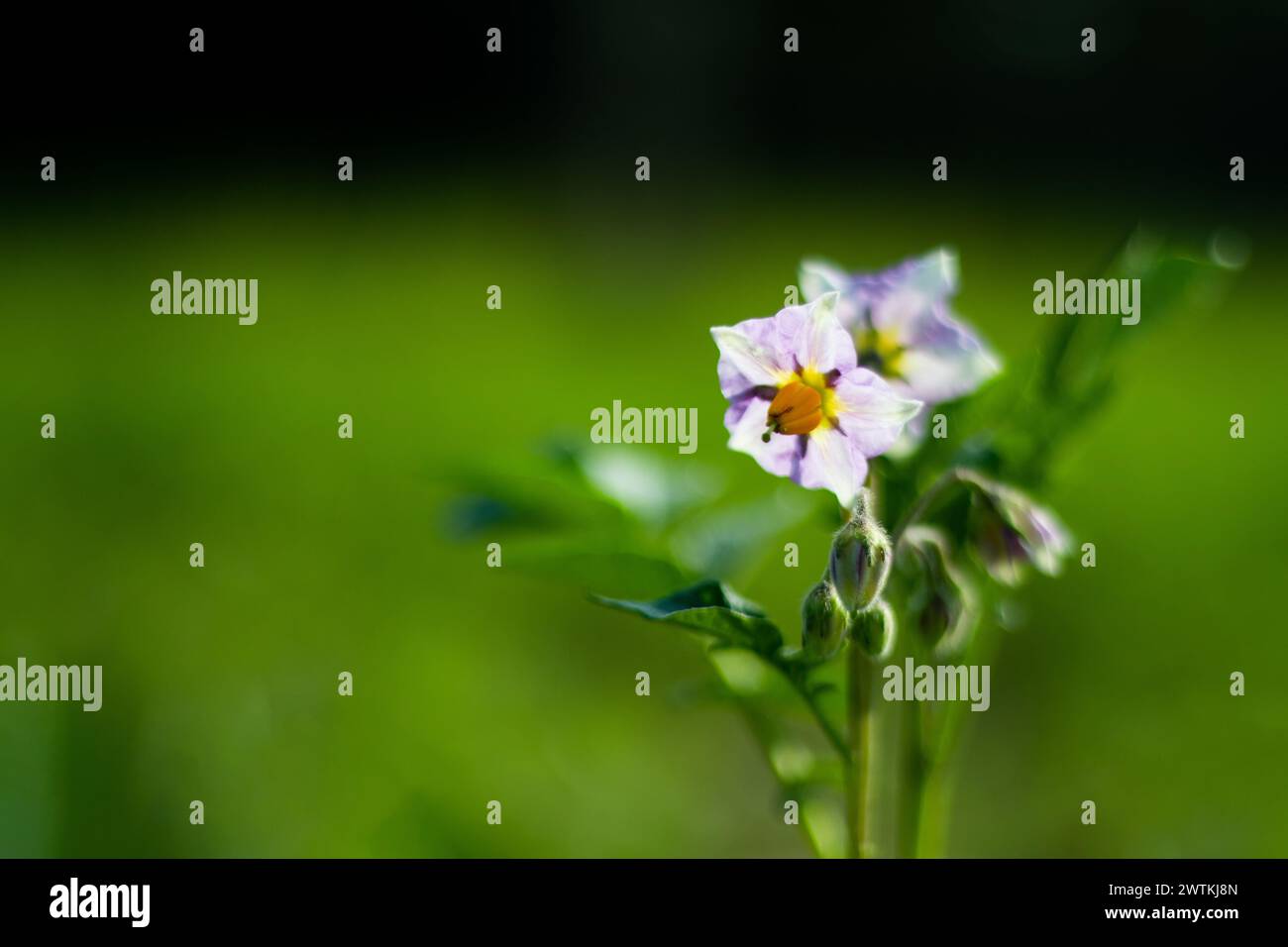 Potato plants produce flowers at the end of their growing season ...