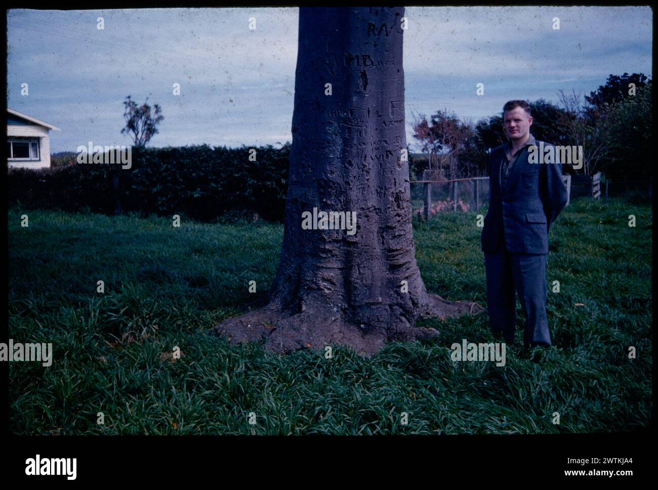 Trunk of the great Karaka tree at Ketemaringi ... colour transparencies ...