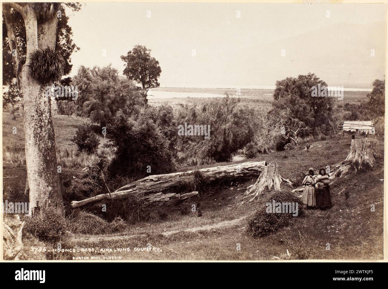 Ngongo-Roto Aira - King Country black-and-white prints, vintage prints ...