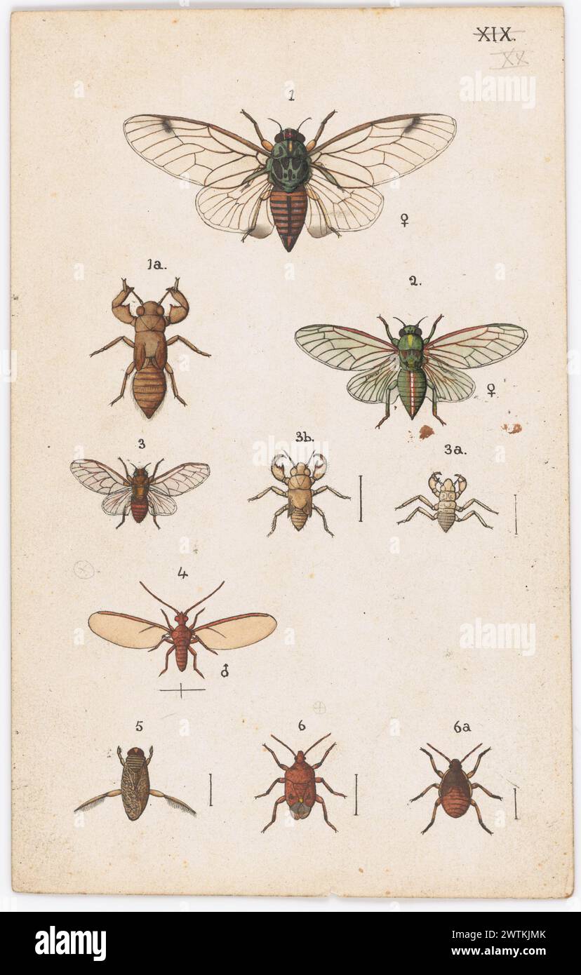 Entomology field guide hi-res stock photography and images - Alamy