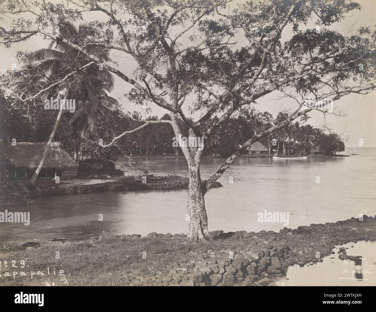 Sapapaliʻi village. From the album: Photographs of Apia, Samoa gelatin ...