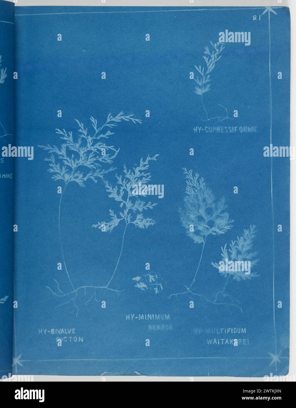 Hymenophyllum cupressiforme, Hymenophyllum bivalve, Picton ...