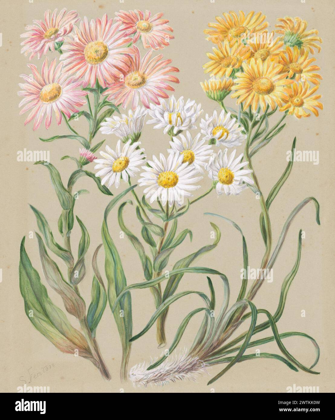Celmisia incana (White mountain musk or Woolly mountain daisy ...
