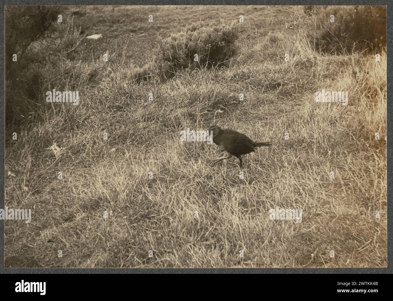 Gelatin silver prints hi-res stock photography and images - Alamy