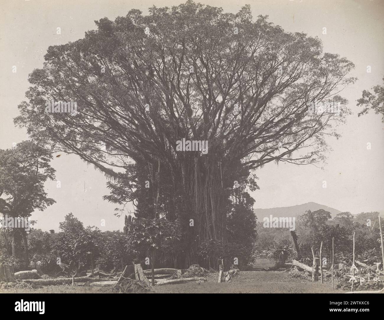 Banyan tree. From the album: Photographs of Apia, Samoa gelatin silver ...