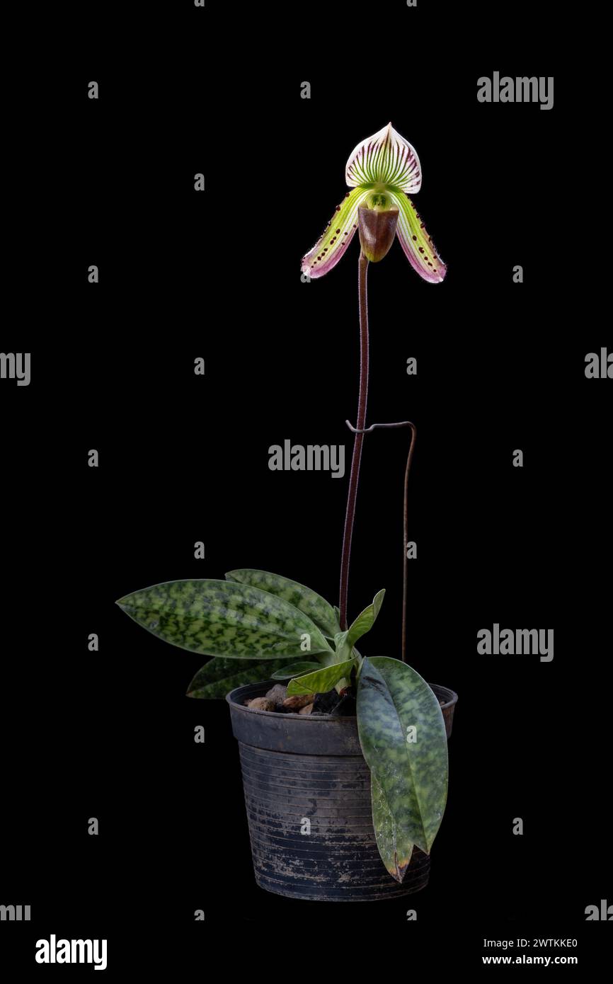 Vertical view of blooming lady slipper orchid species paphiopedilum callosum with bright purple ...