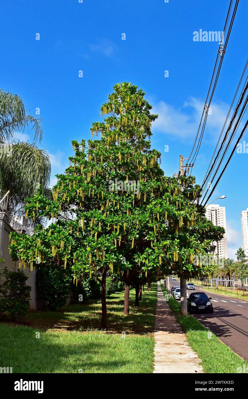 Golden chain tree hi-res stock photography and images - Alamy