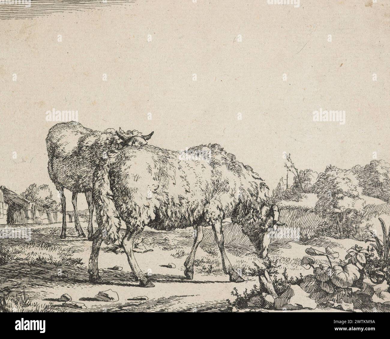 Sheep. Plate 7: Two grazing sheep. prints, etchings, works on paper ...