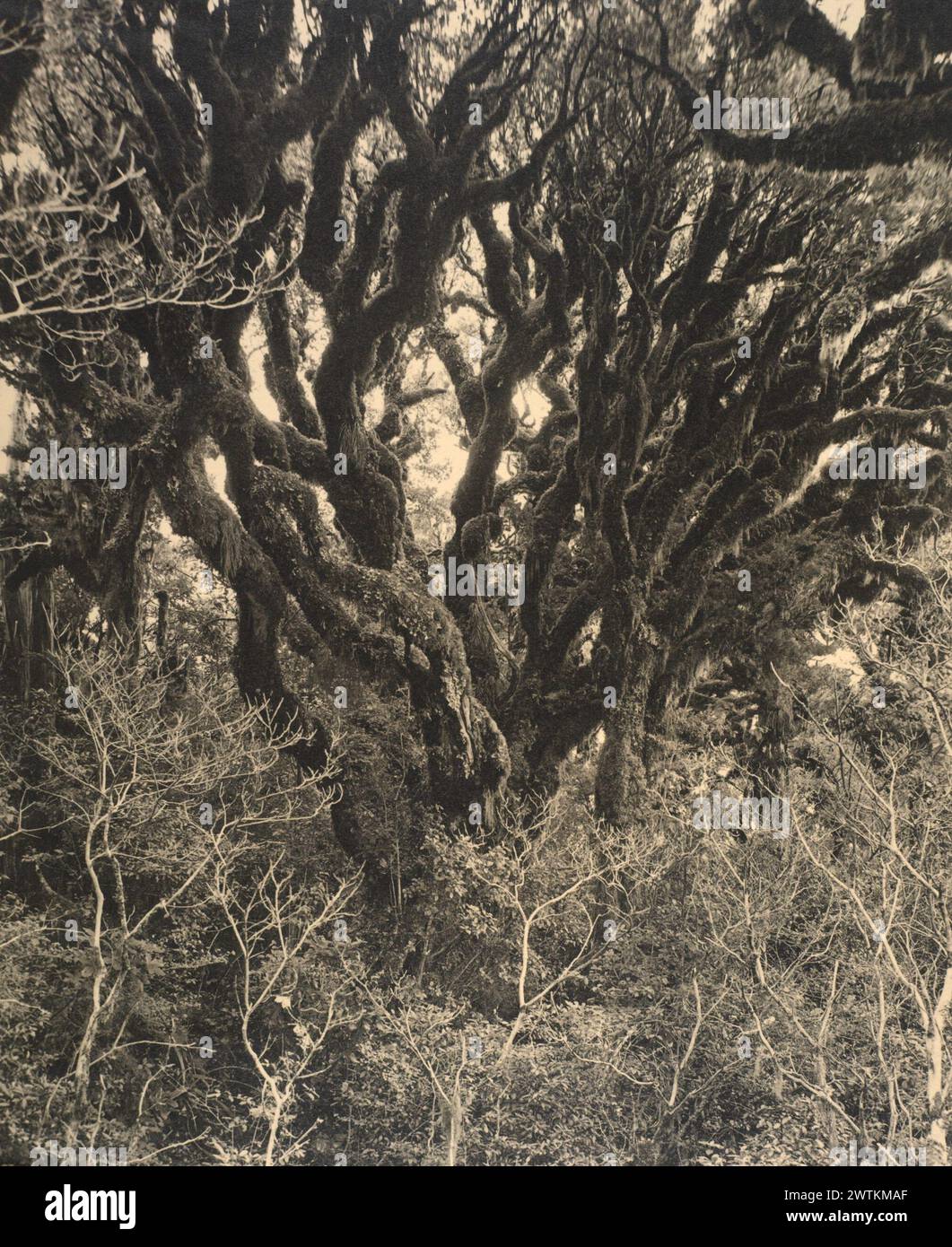 The Tree of Many Branches gelatin silver prints, black-and-white prints ...