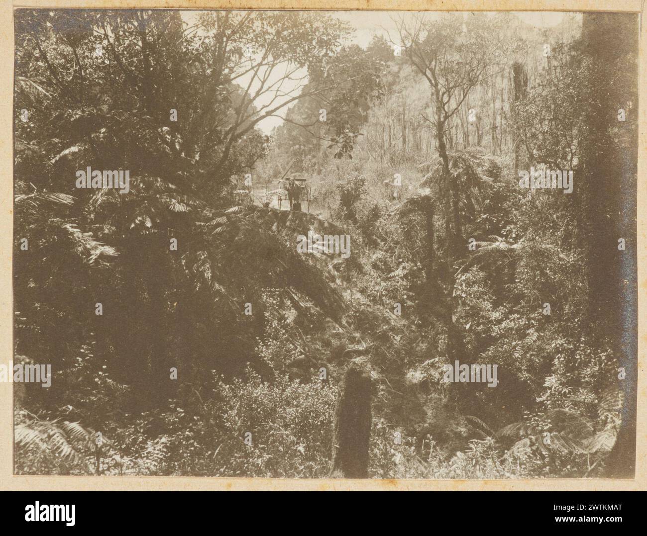 Forest. From the album: Snapshot album - Nga Mahanga gelatin silver ...