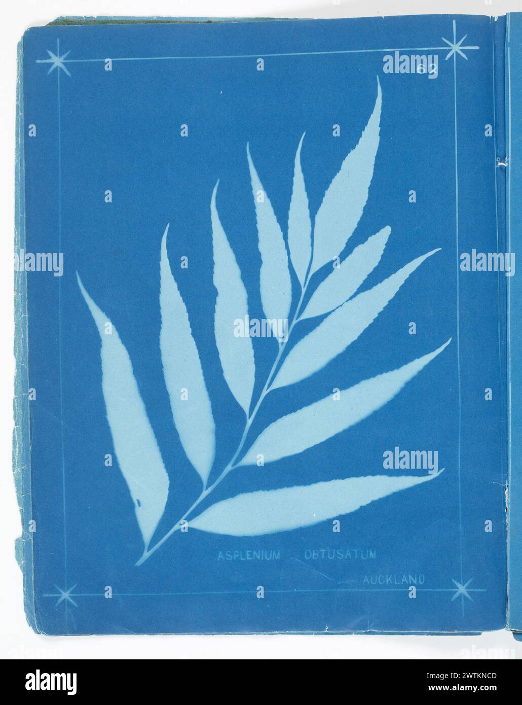 Asplenium obtusatum, Auckland. From the album: New Zealand ferns. 148 ...