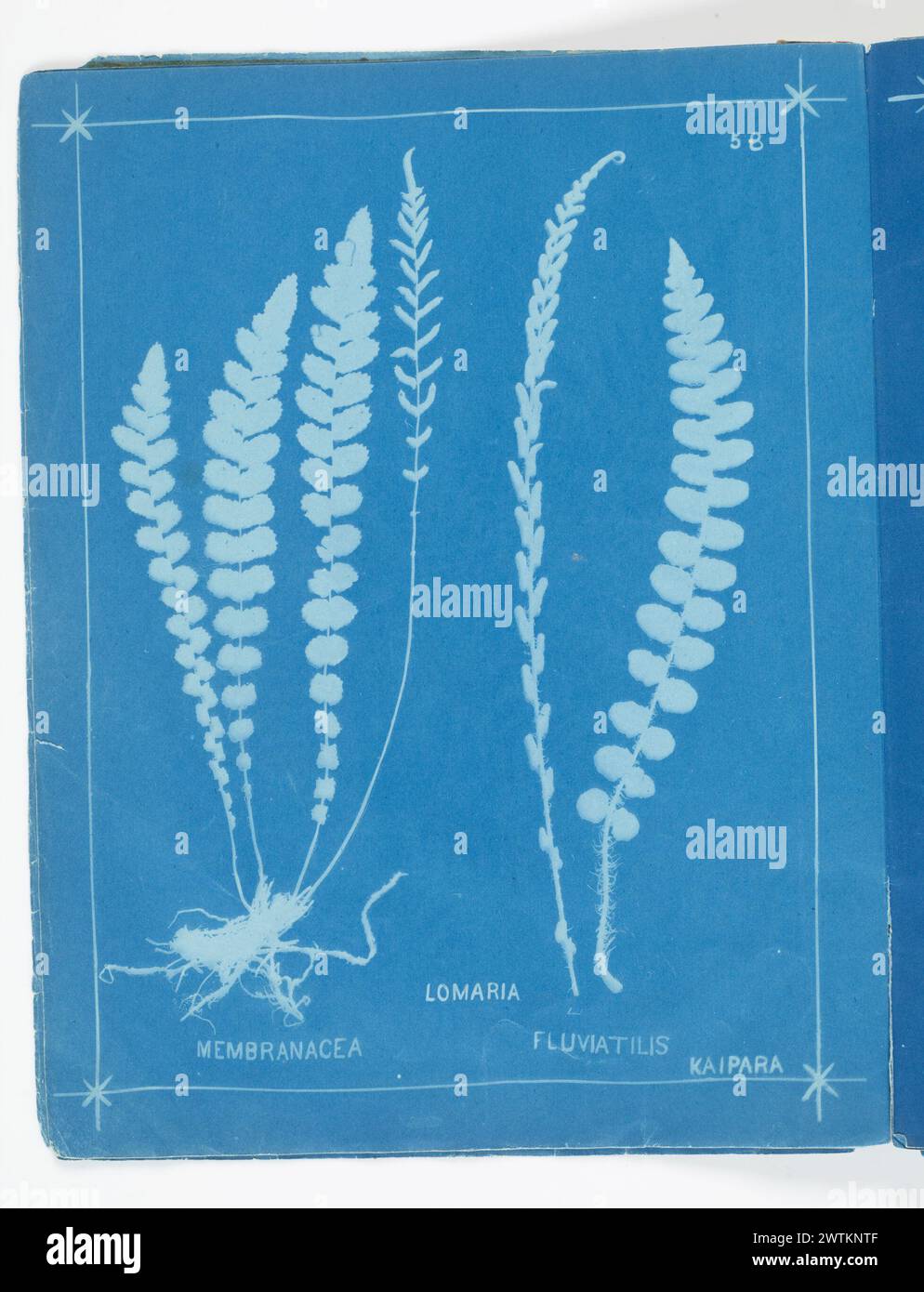 Lomaria membranacea, Lomaria fluviatilis, Kaipara. From the album: New ...