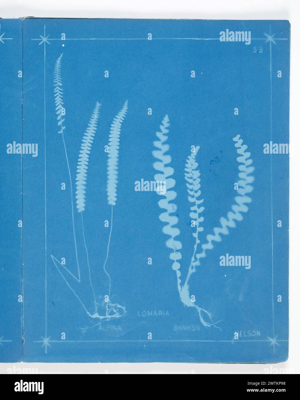 Lomaria banksii hi-res stock photography and images - Alamy