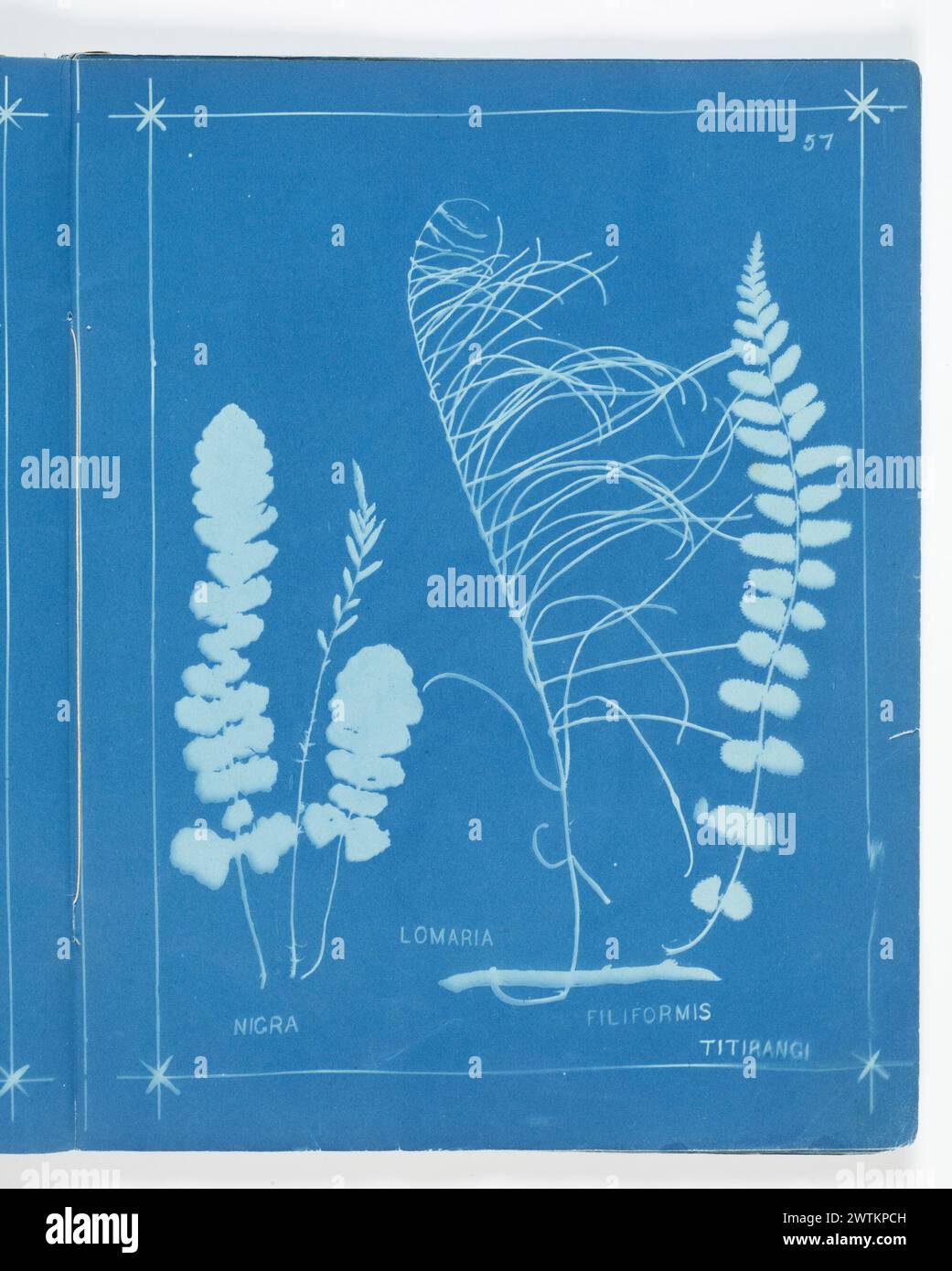 Lomaria nigra, Lomaria filiformis, Titirangi. From the album: New ...