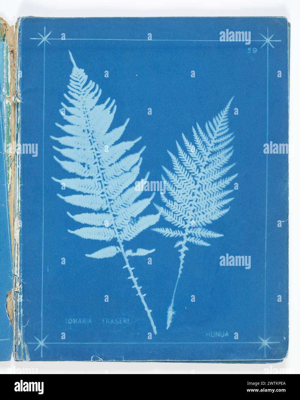 Lomaria fraseri, Hunua. From the album: New Zealand ferns. 148 ...