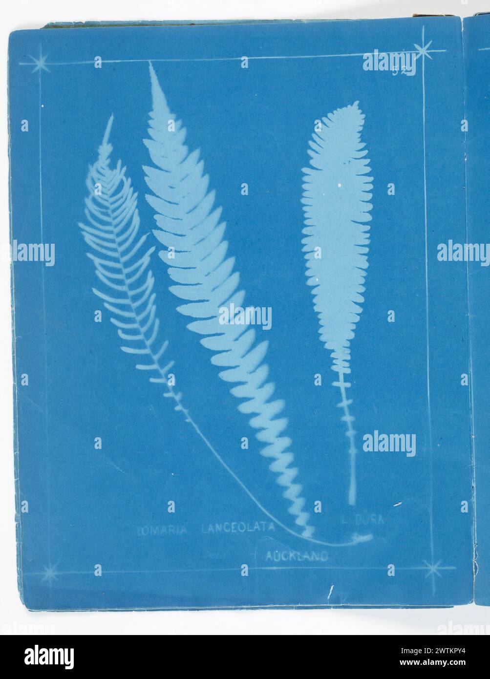 Lomaria lanceolata, Lomaria dura, Auckland. From the album: New Zealand ...