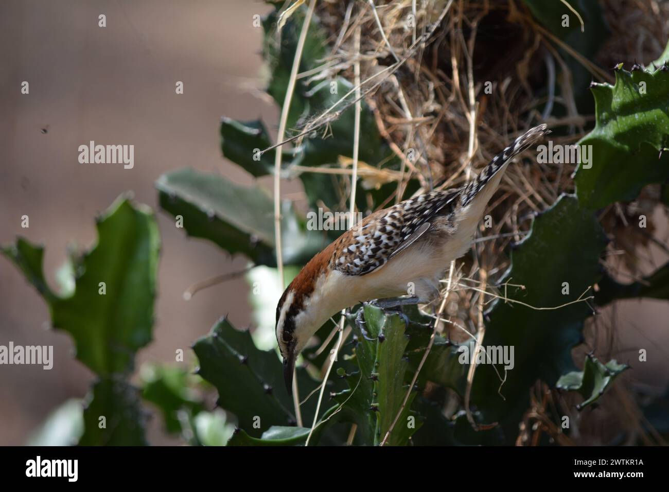 Cactus wren with nest in cactus in Costa Rica Stock Photo - Alamy