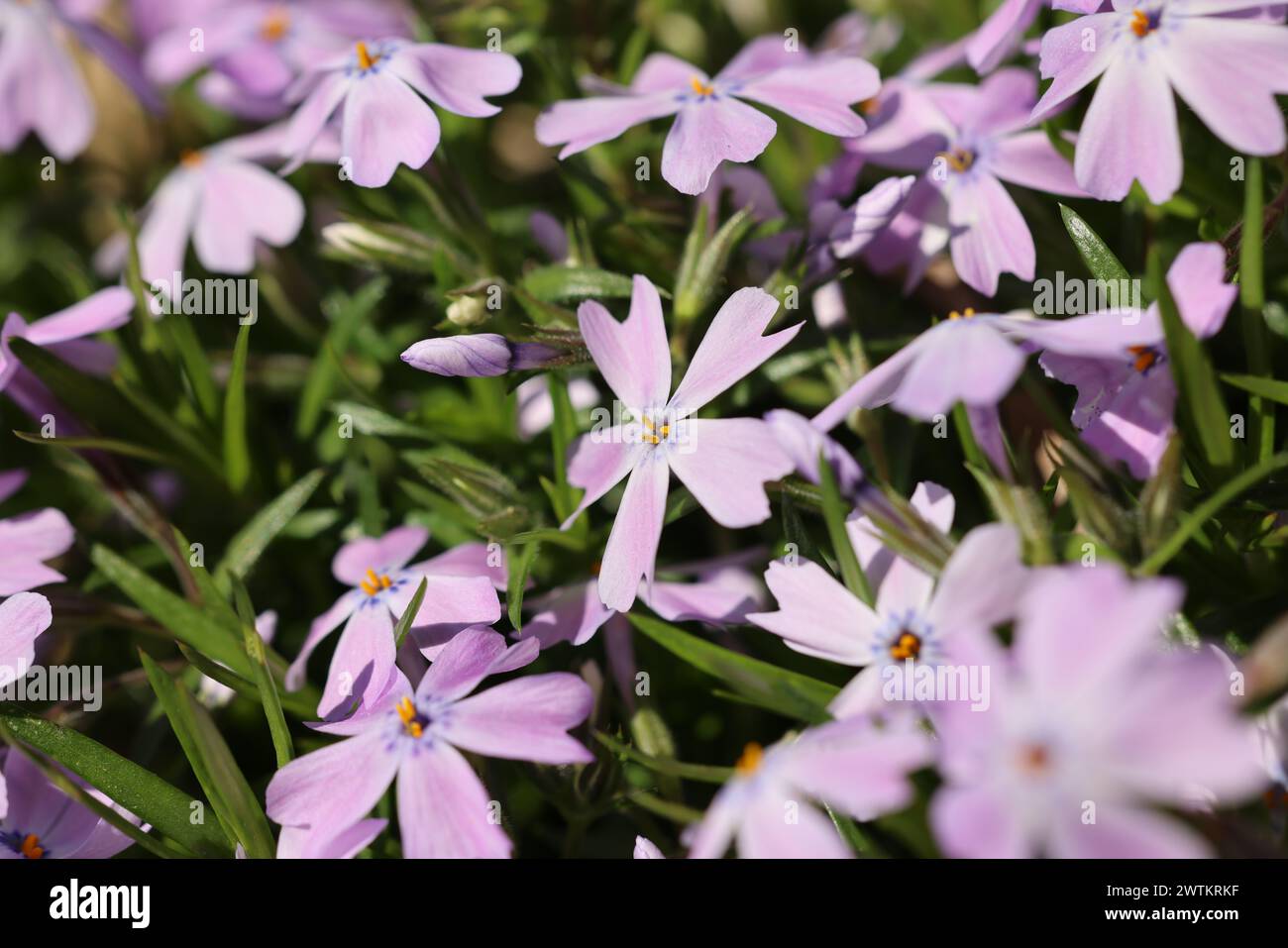 Beautiful cluster purple wildflowers hi-res stock photography and ...