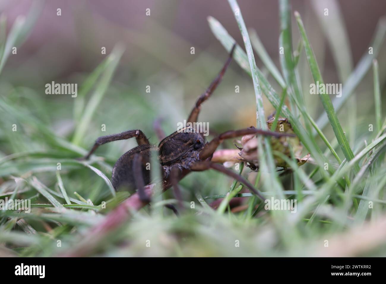 Wolf spider prey hi-res stock photography and images - Alamy