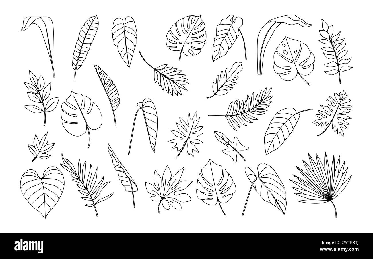 Line leaf. Outline tropical palm plants, jungle doodle tree, monstera ...