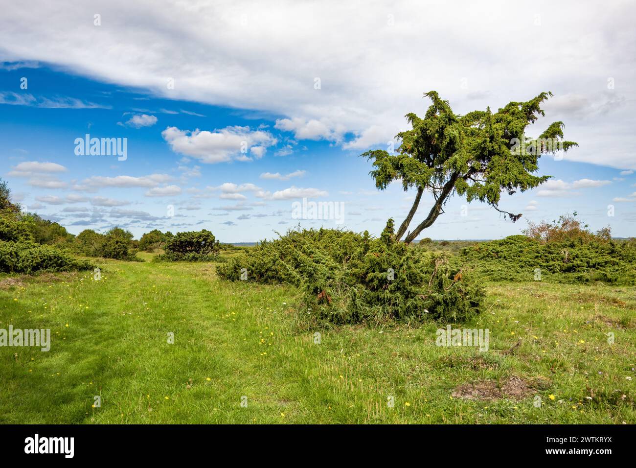 Juniper tree and shrubs on Livø island, Limfjord, Nordjylland, Denmark ...