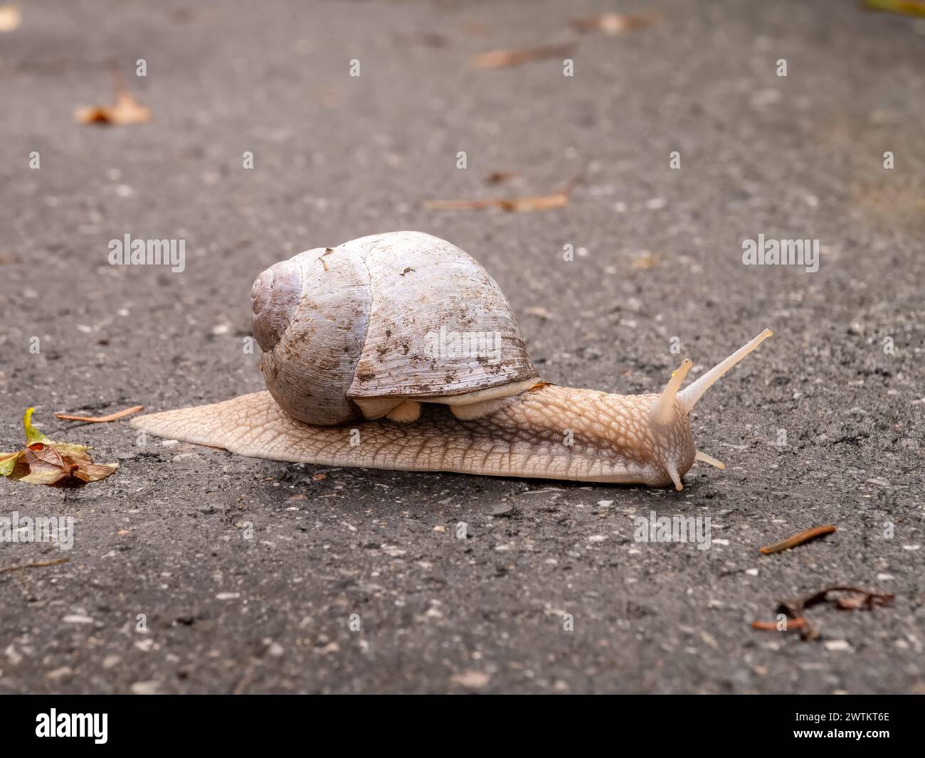Land snail europe hi-res stock photography and images - Alamy