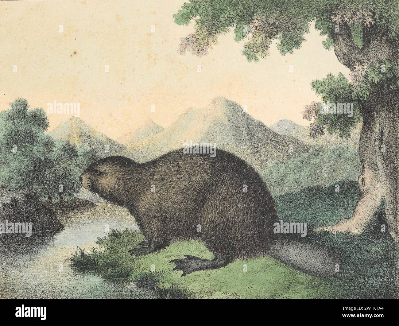 Beaver prints, lithographs, works on paper Stock Photo - Alamy