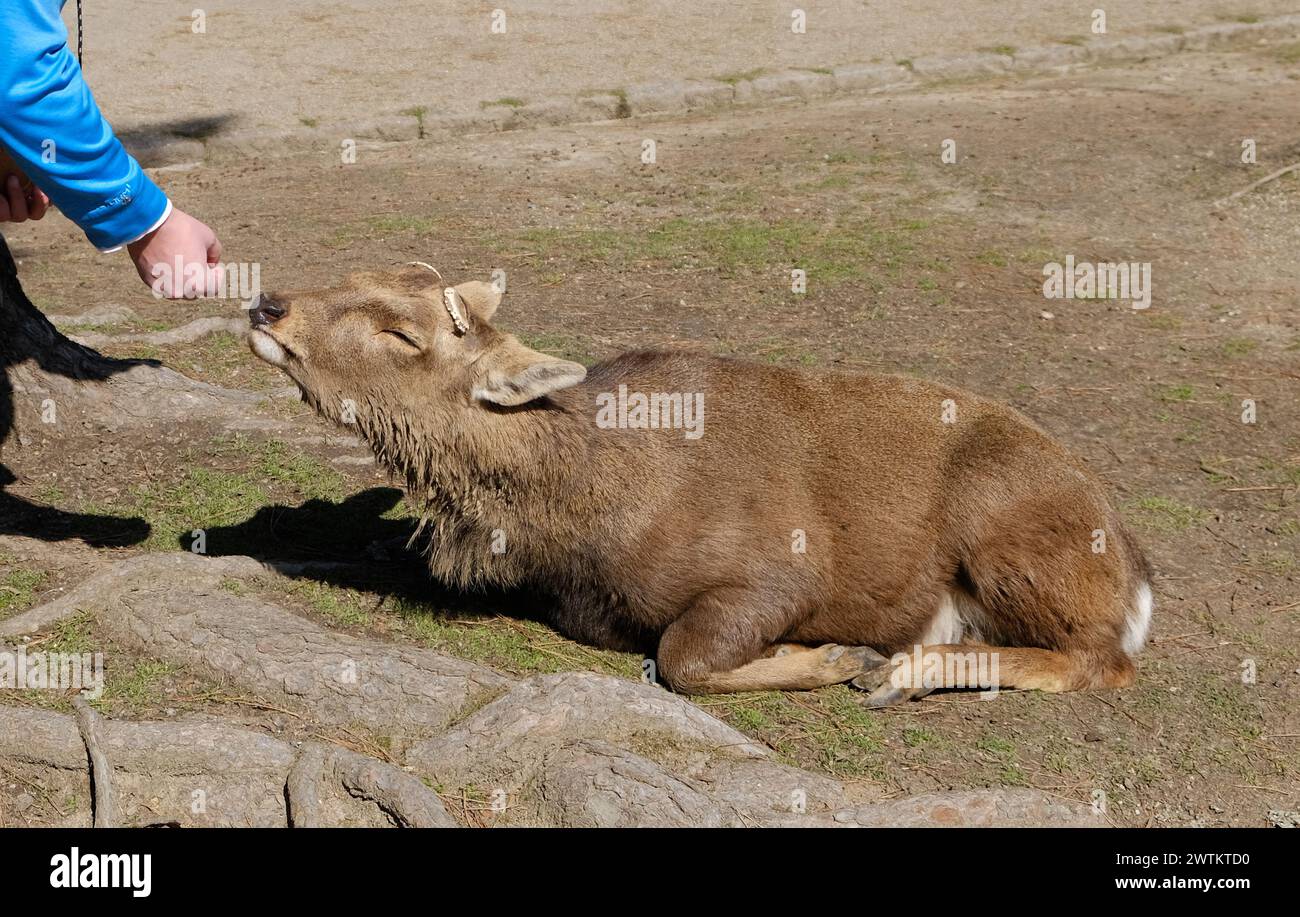 Japan deer train hi-res stock photography and images - Alamy