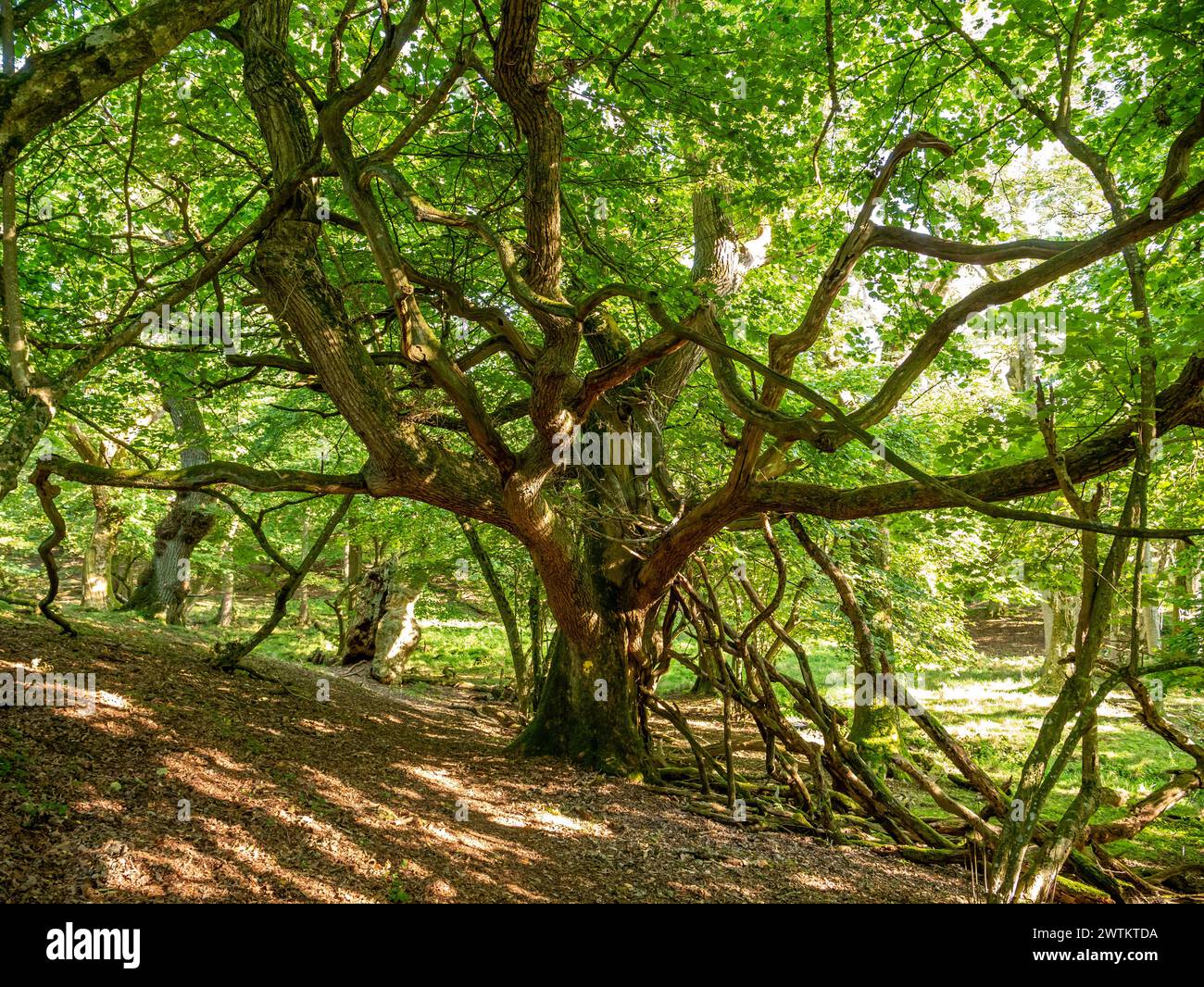 Iconic old oak tree in Ege-Hassel forest on Livø island in Limfjord ...