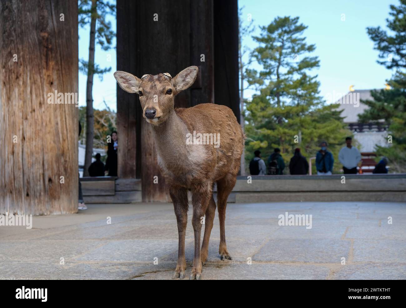 Japan deer train hi-res stock photography and images - Alamy