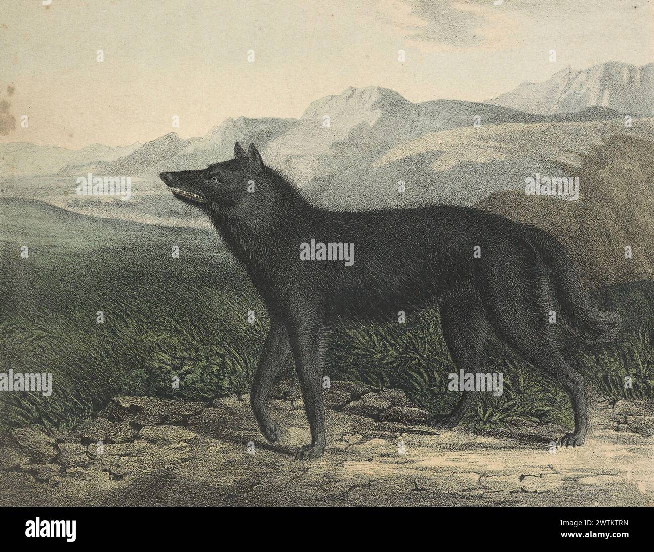 Black wolf prints, lithographs, works on paper Stock Photo - Alamy