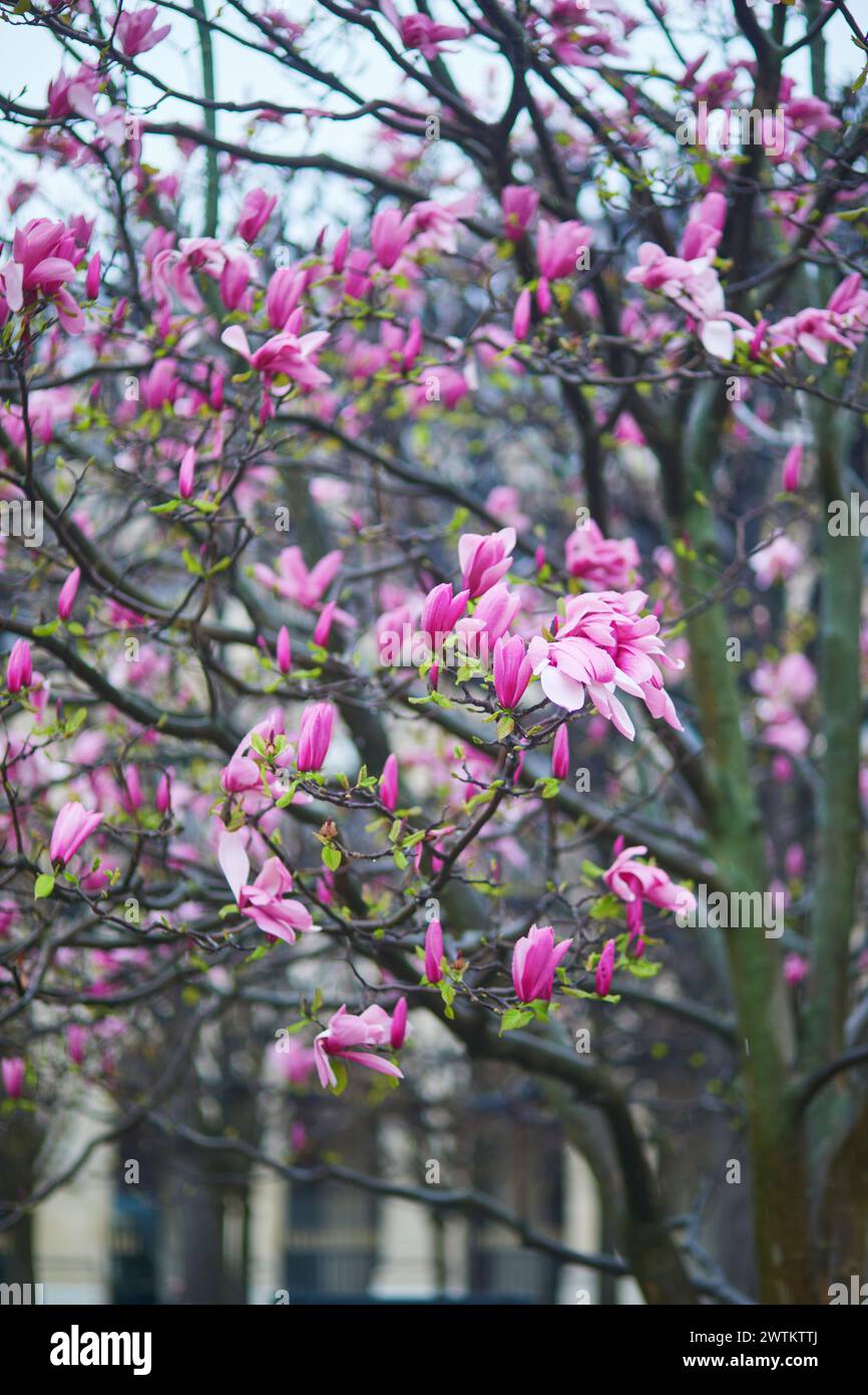 Pink magnolia tree flowers on a spring rainy day in Paris, France Stock ...