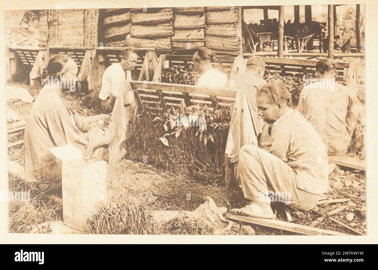 Unpacking Cocoa Trees. From the album: Skerman family album black-and ...