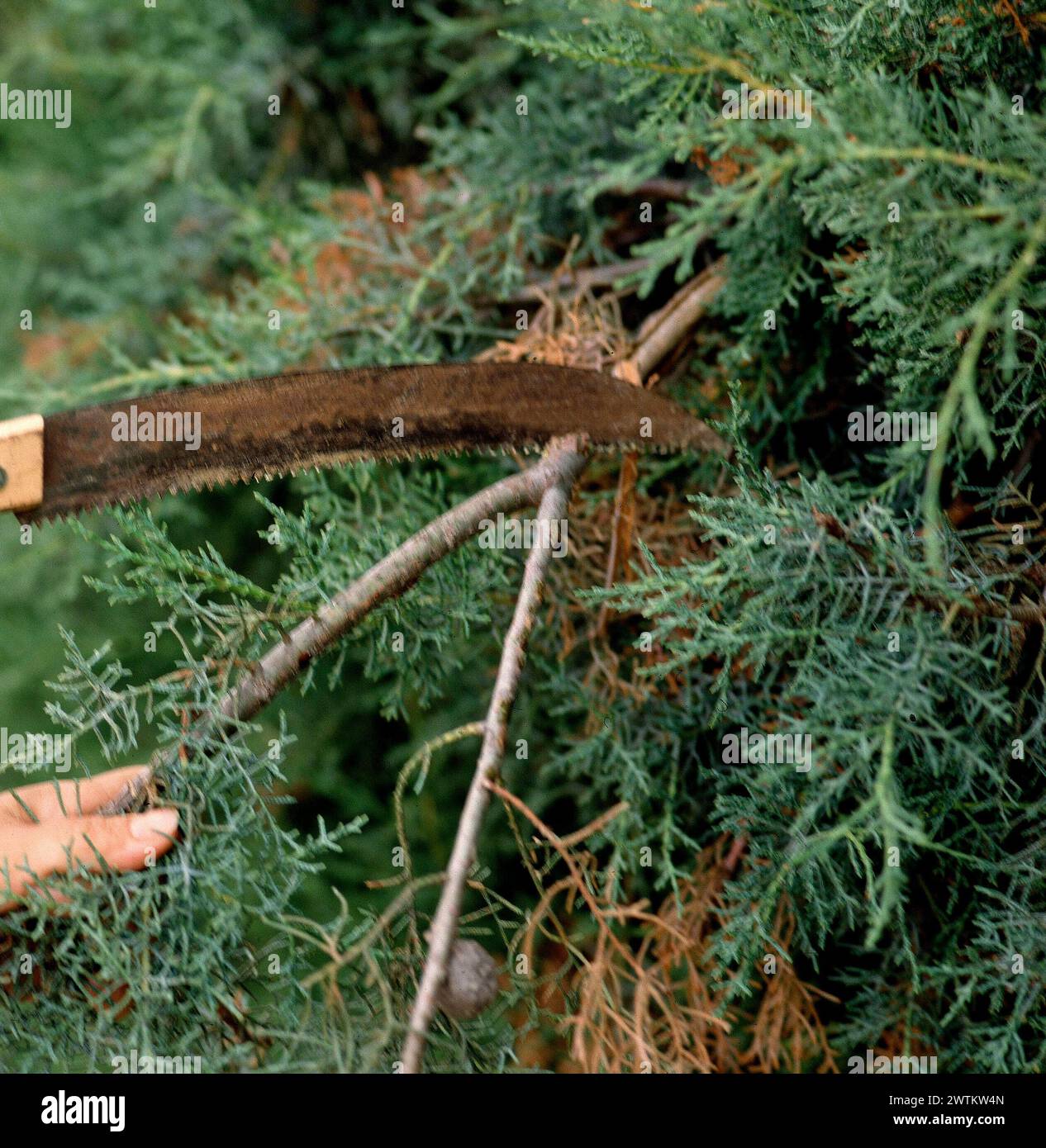 SIERRA CORTANDO UNA RAMA DE ARIZONICA - FOTO AÑOS 90 Stock Photo - Alamy