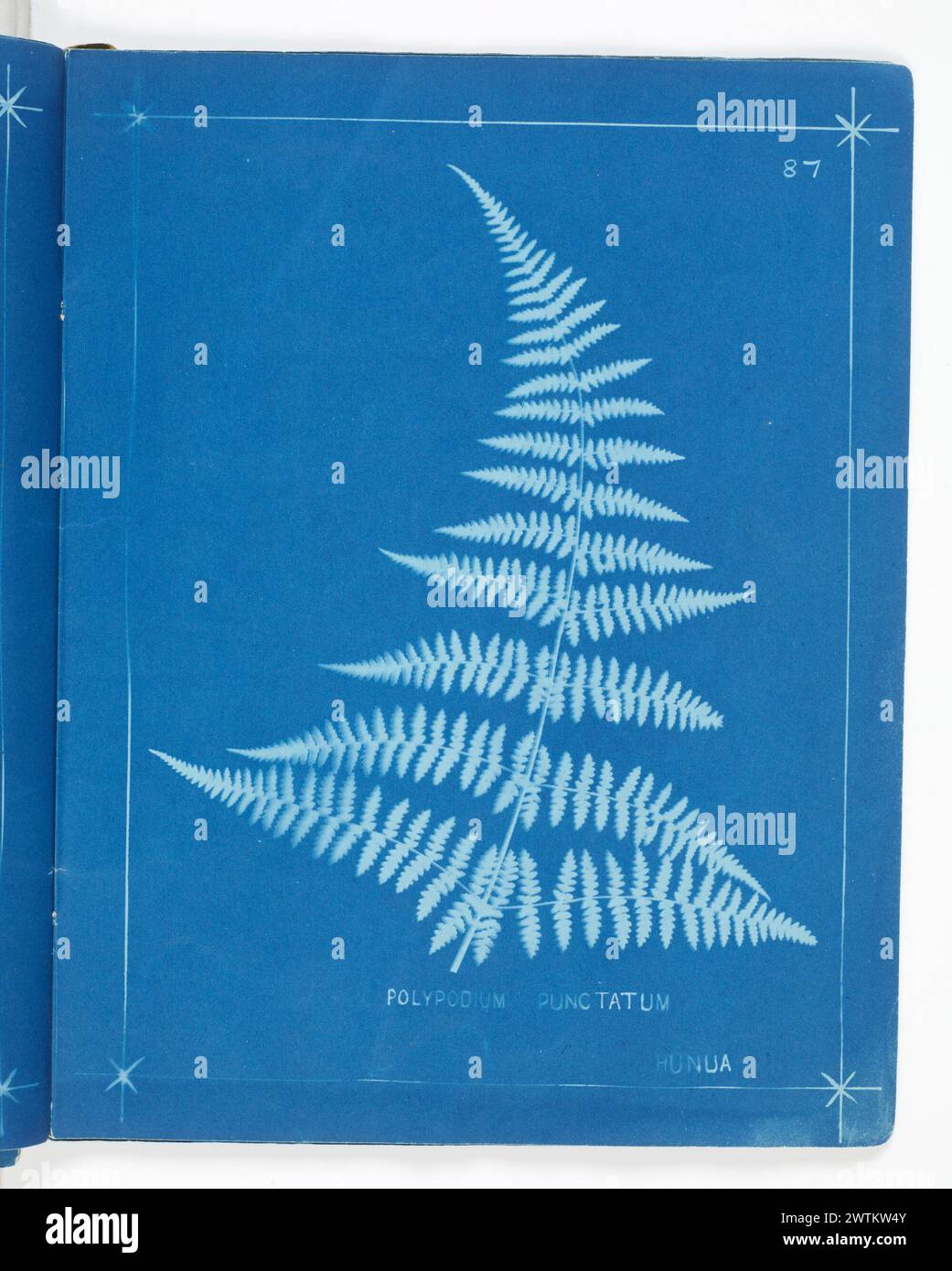 Polypodium punctatum, Hunua. From the album: New Zealand ferns. 148 ...